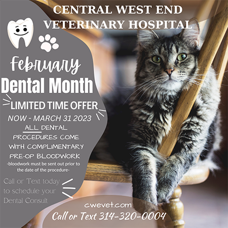 Our Team - Central West End Veterinary Clinic