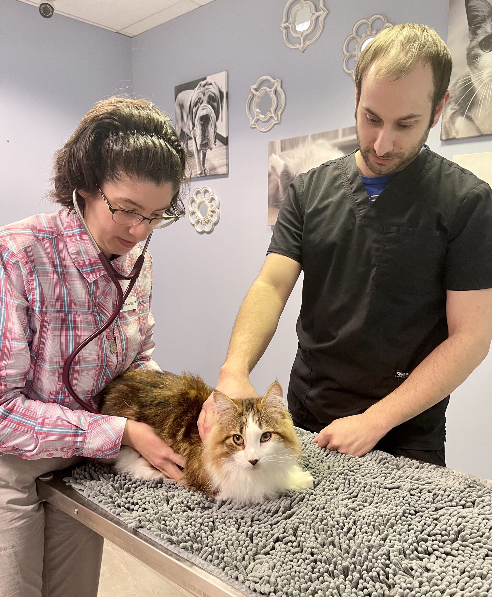 Emergency Veterinary - Central West End Veterinary Hospital