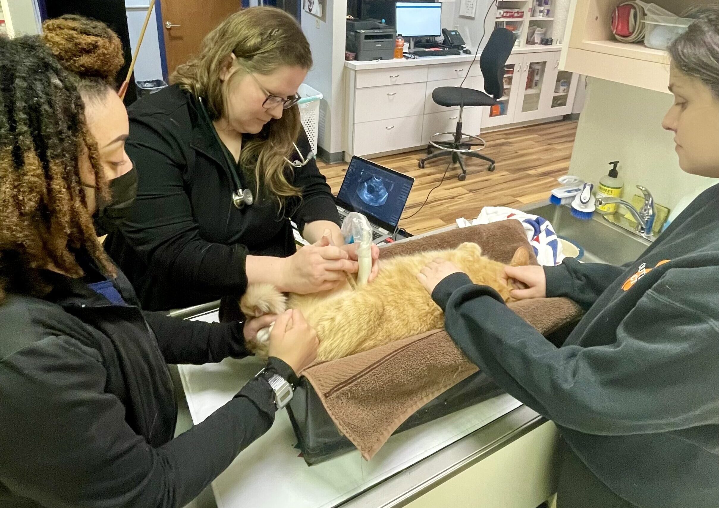 Emergency Veterinary - Central West End Veterinary Hospital